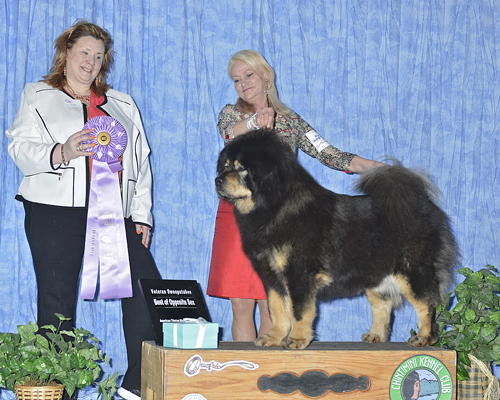 American Tibetan Mastiff Association-Photos, Breeder List, Puppies