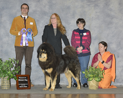 American Tibetan Mastiff Association-Photos, Breeder List, Puppies