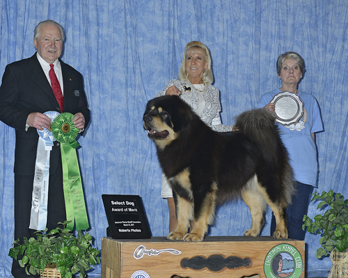 American Tibetan Mastiff Association-Photos, Breeder List, Puppies