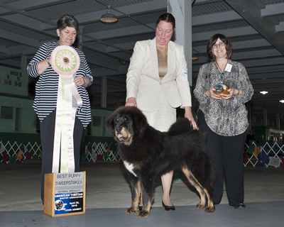 American Tibetan Mastiff Association-Photos, Breeder List, Puppies
