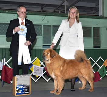 American Tibetan Mastiff Association-Photos, Breeder List, Puppies