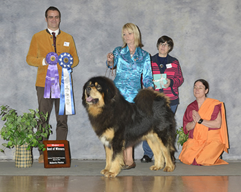 American Tibetan Mastiff Association-Photos, Breeder List, Puppies